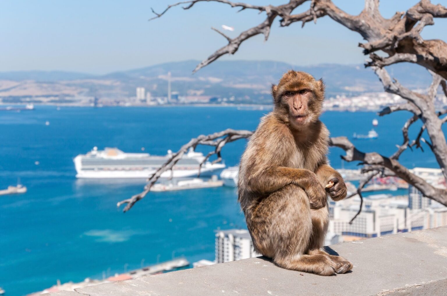 Gibraltar Company Formation Explained: Tax Benefits and Tips